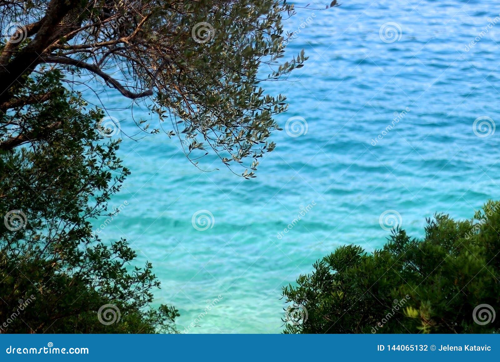 Sea and Olive Tree stock photo. Image of copy, color - 144065132