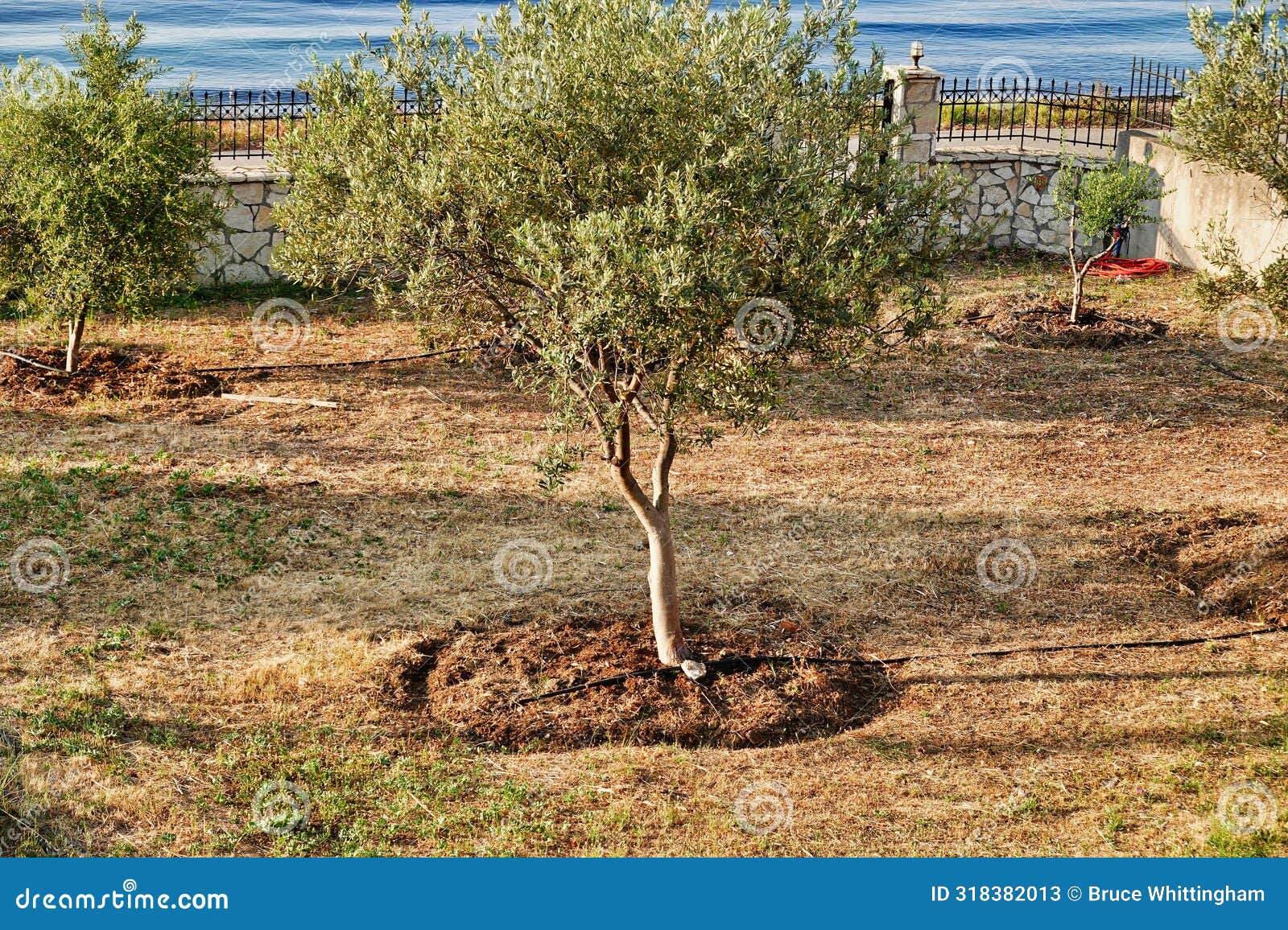 Olive Tree Growing in Front Yard Stock Image - Image of olive, freshly ...