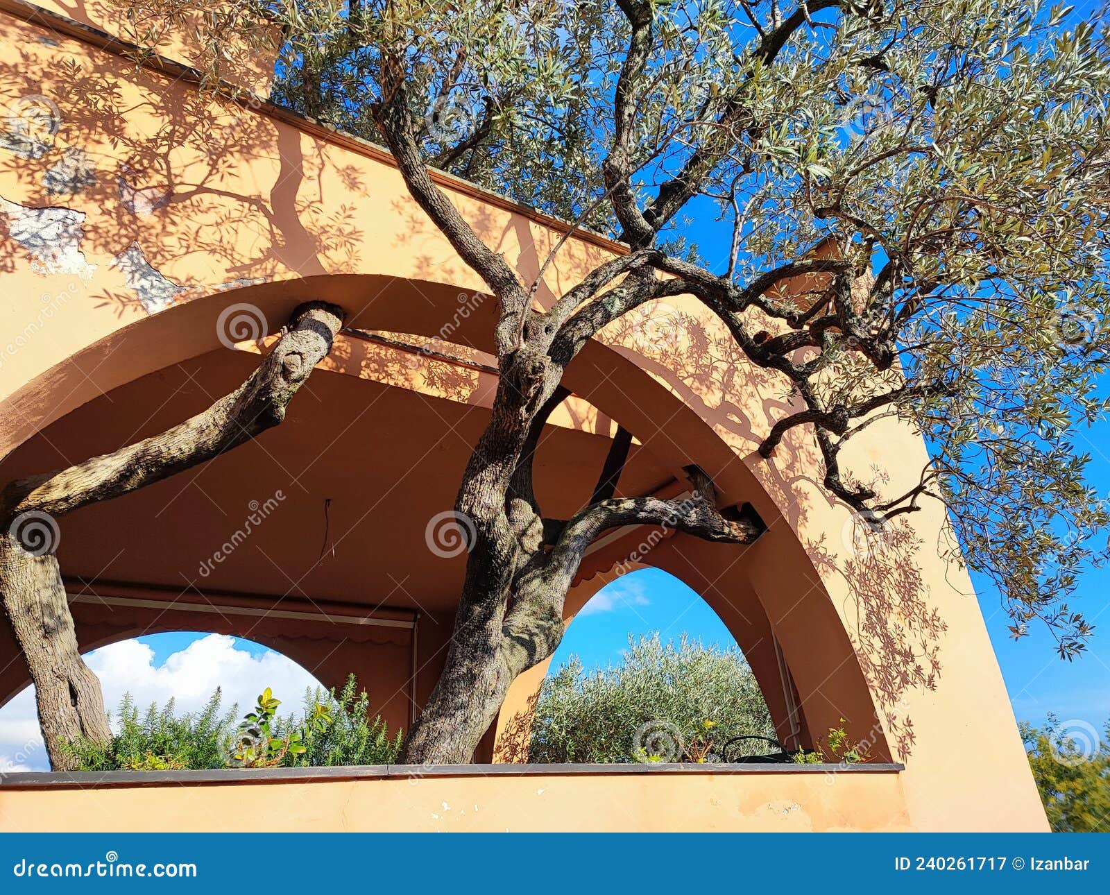 Olive Tree Growing Inside House Tree Patio Stock Image - Image of ...
