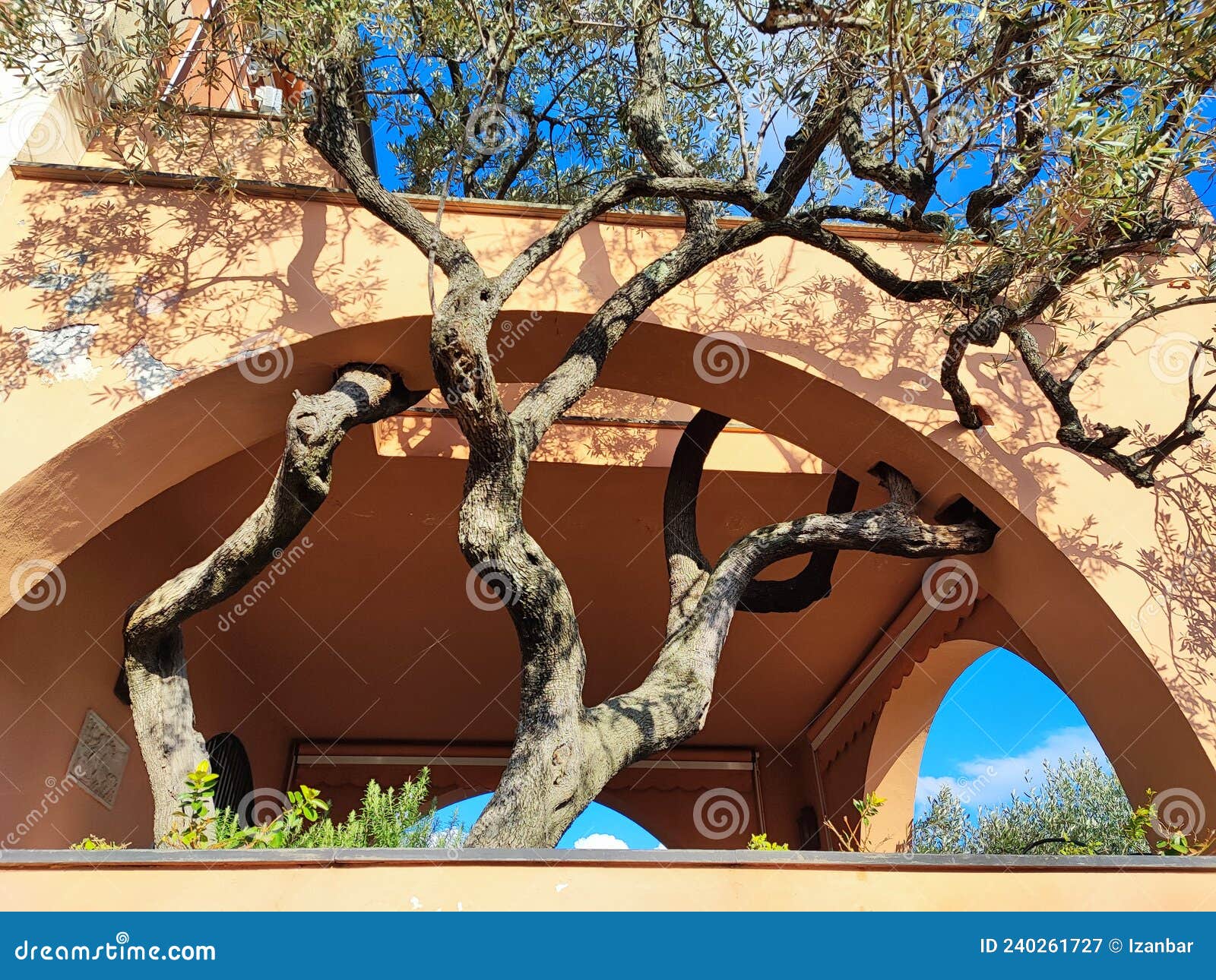 Olive Tree Growing Inside House Tree Patio Stock Image - Image of ...