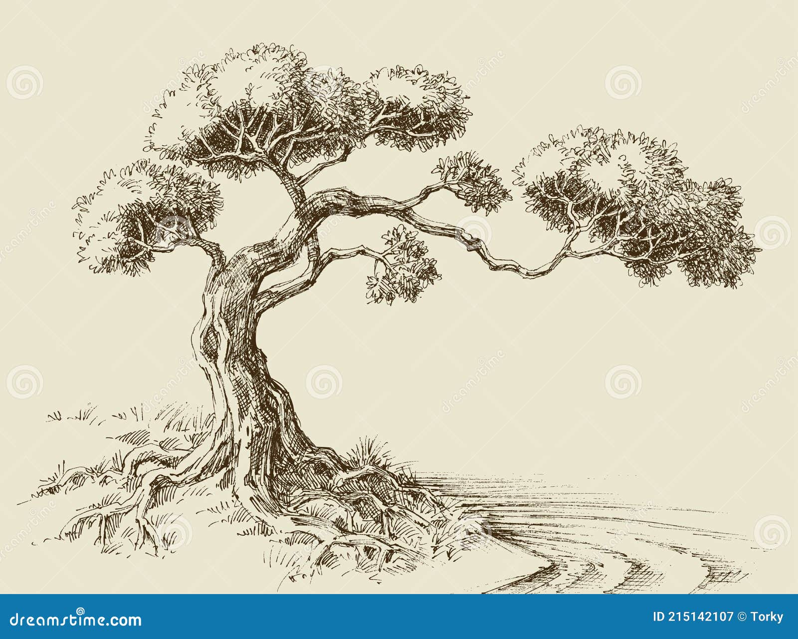 Olive tree hand drawing stock vector. Illustration of natural - 215142107