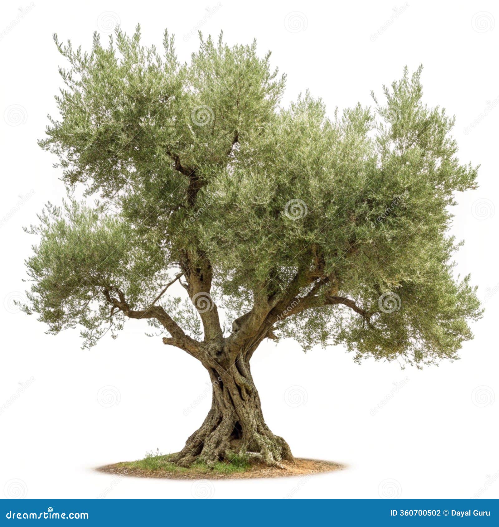 Olive Tree Isolated on Transparent Background Stock Illustration ...