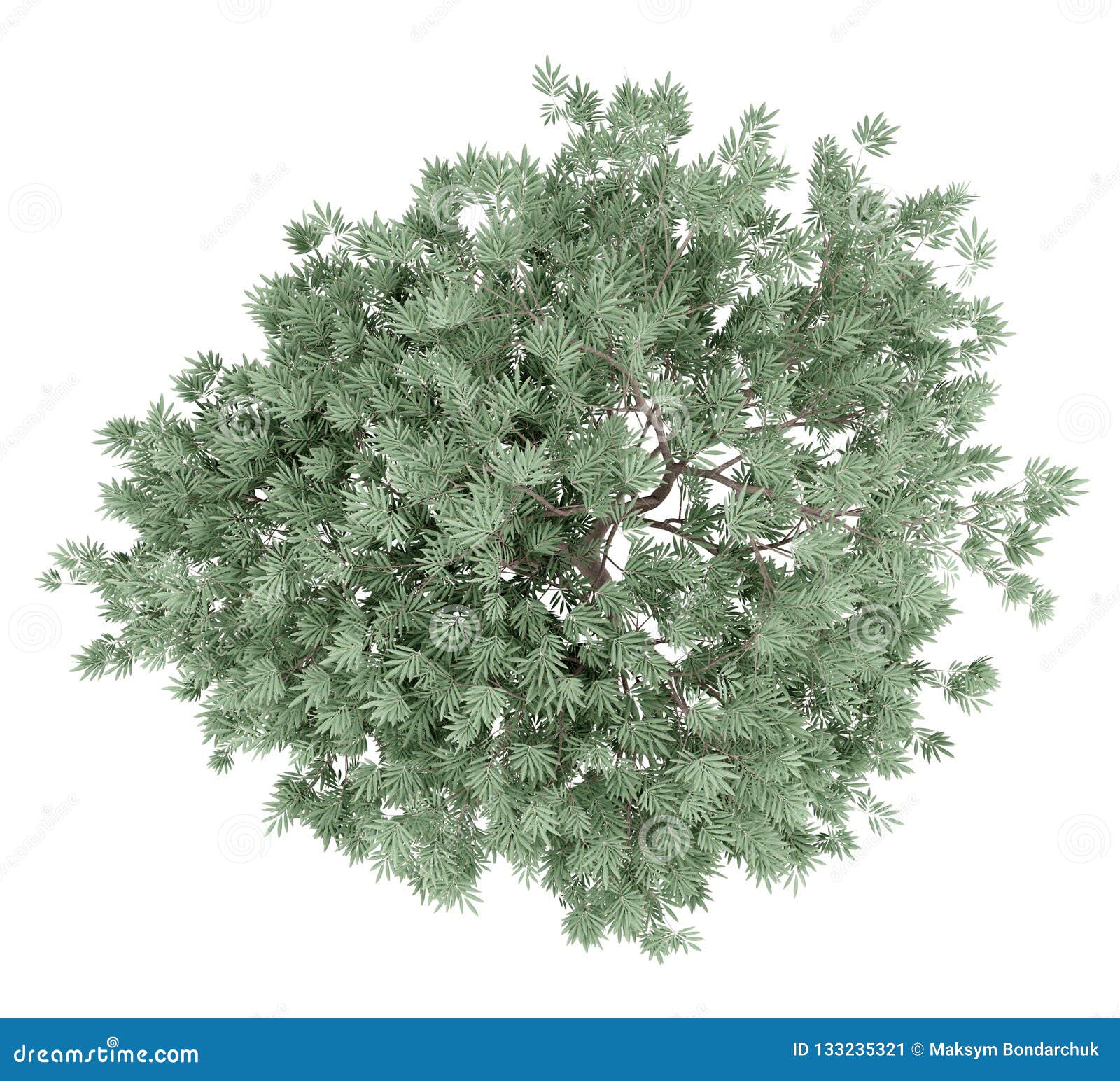 Olive Tree Isolated on White. Top View Stock Illustration ...