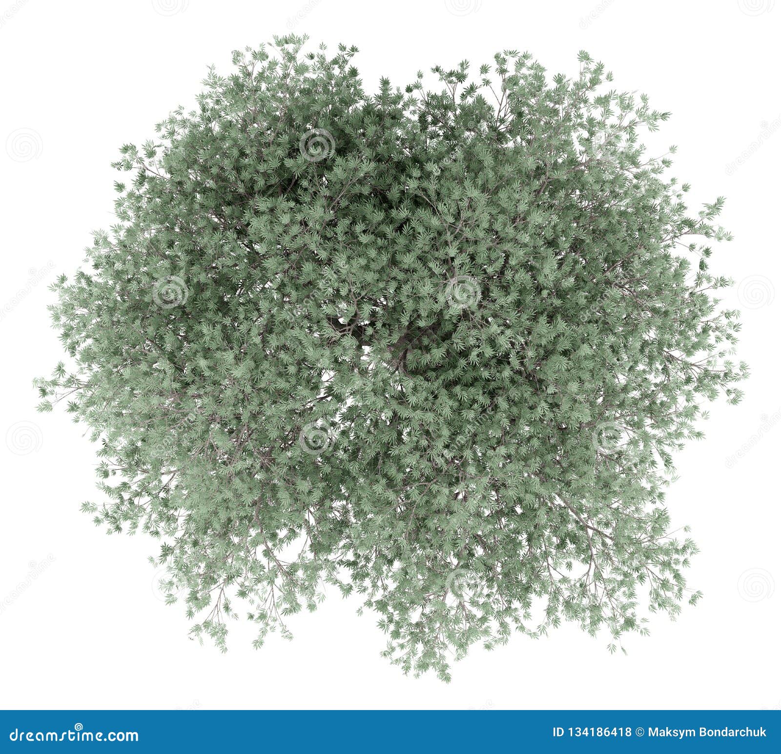Olive Tree Isolated on White. Top View Stock Illustration ...