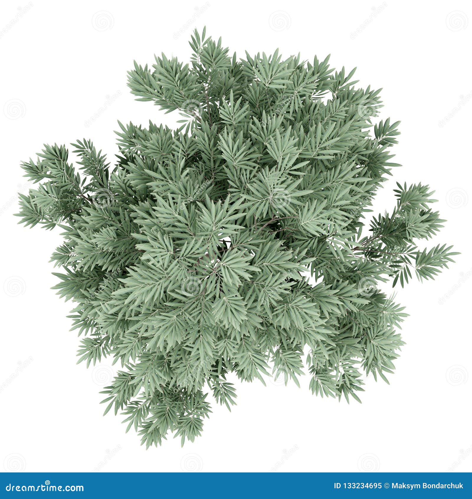 Olive Tree Isolated on White. Top View Stock Illustration ...