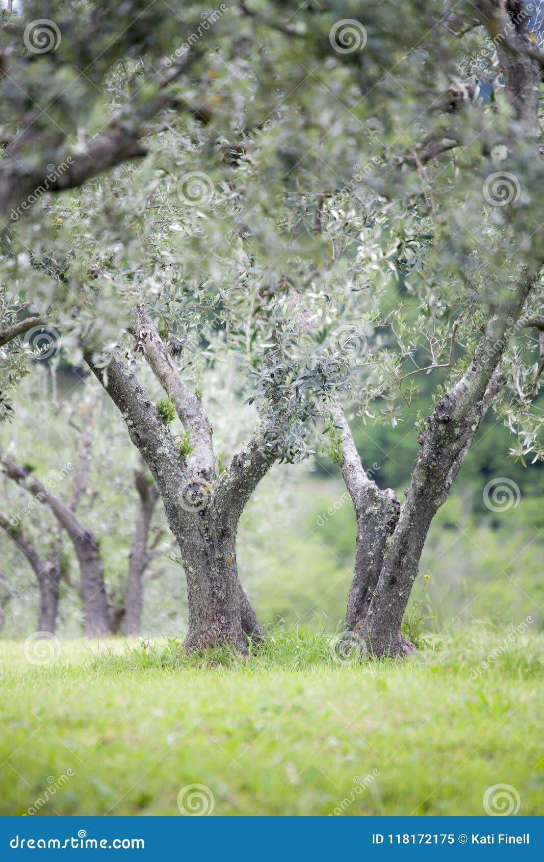 Olive tree stock image. Image of farming, garden, close - 118172175