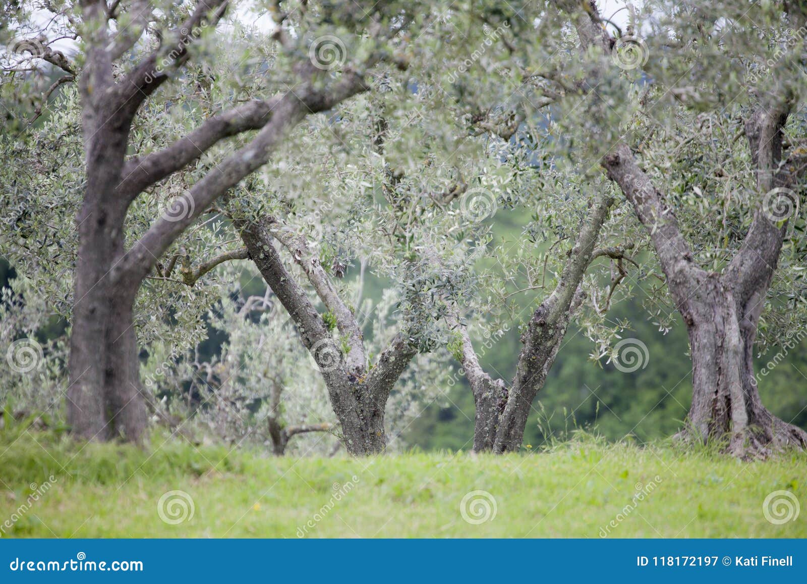 Olive tree stock image. Image of green, countryside - 118172197
