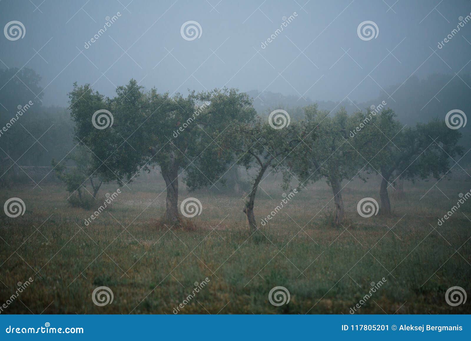 2,277 Olive Fog Stock Photos - Free & Royalty-Free Stock Photos from ...