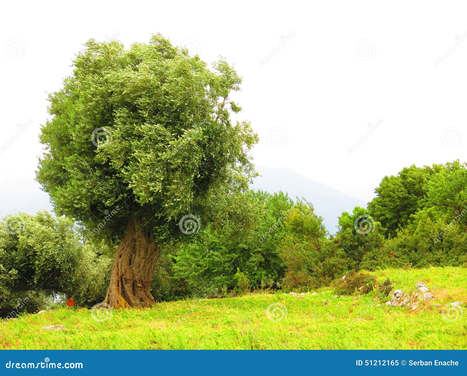 Olive Tree, Ithaca Island, Greece Stock Image - Image of farming ...