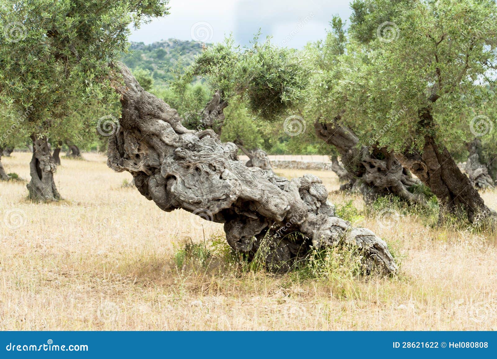 Olive Tree with Knobby Trunk Stock Photo - Image of vegetable, food ...