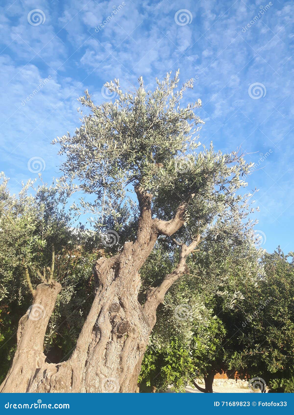 Olive tree stock image. Image of ollive, vegetation, plant - 71689823