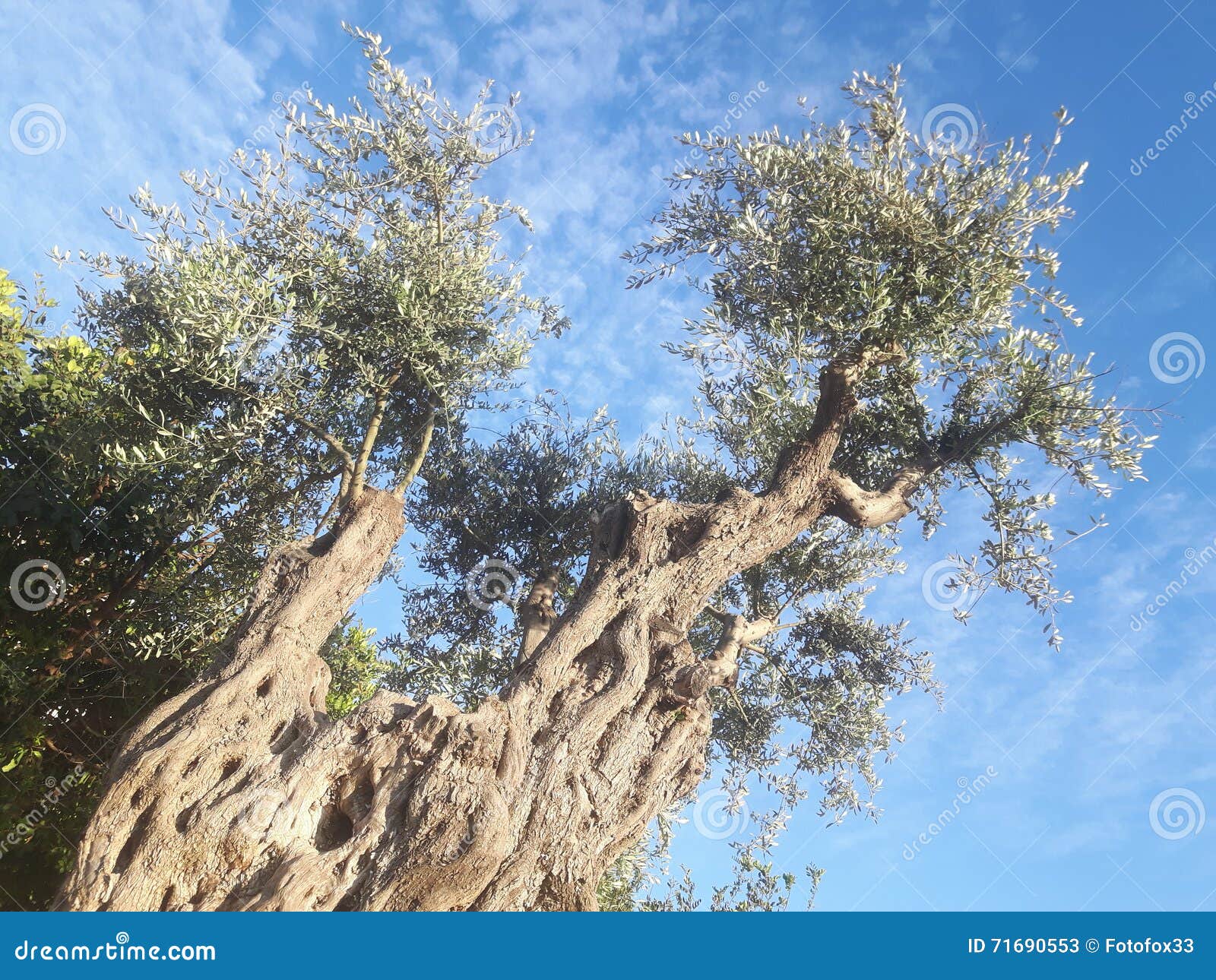 Olive tree stock image. Image of ollive, branch, trunk - 71690553