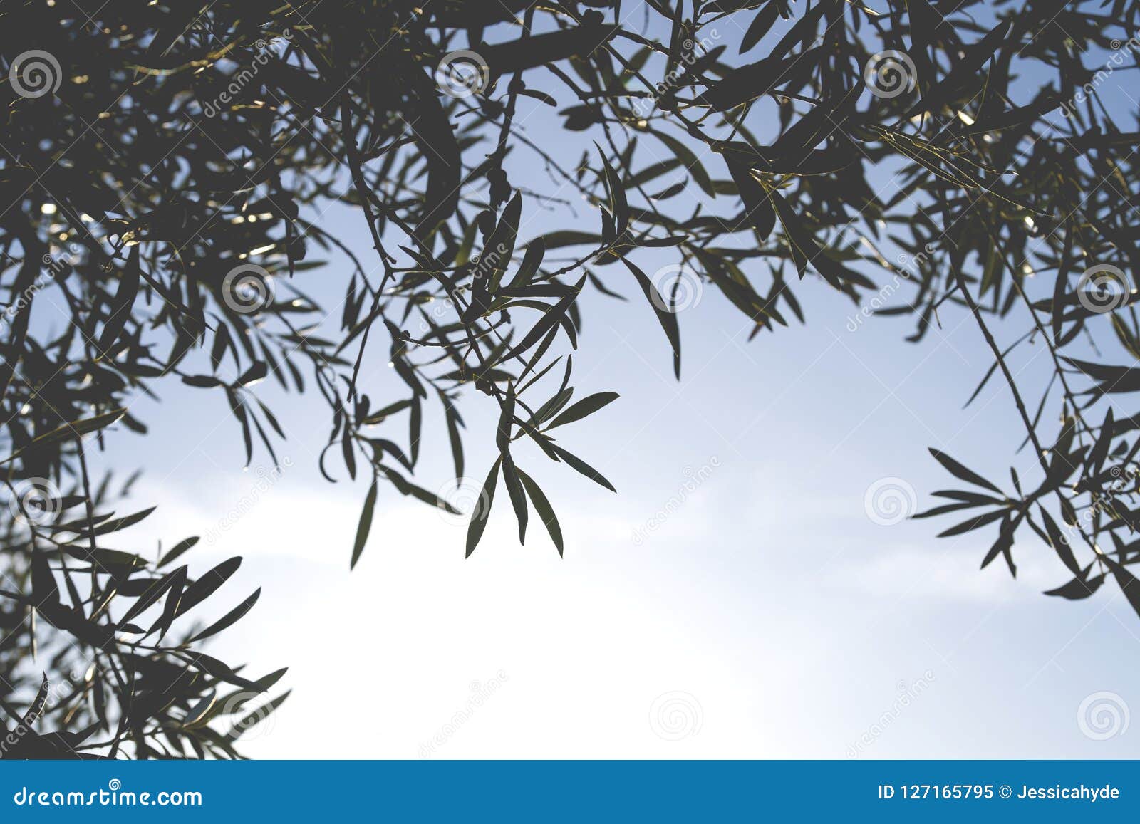 Olive tree leaves pattern stock image. Image of natural - 127165795