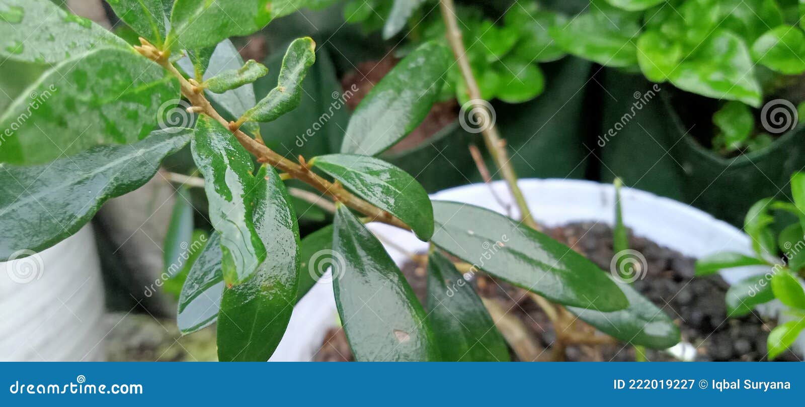 The Olive tree leves stock image. Image of zaitun, tree - 222019227