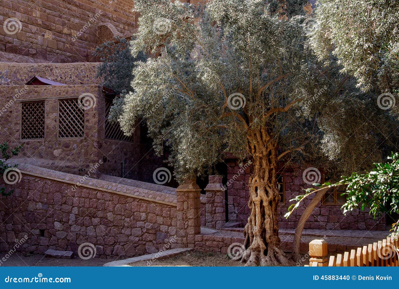 Olive Tree, the Monastery of St. Catherine, Egypt Stock Photo - Image ...