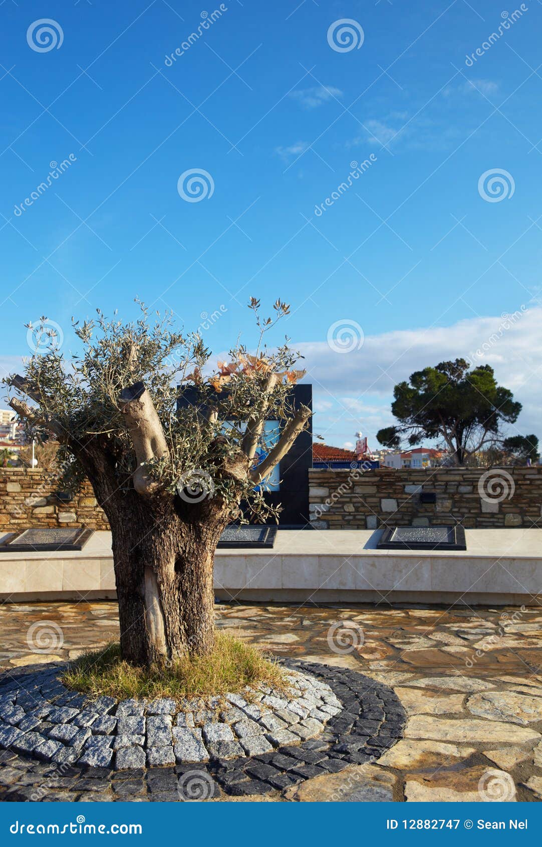 Olive Tree monument stock image. Image of branches, sign - 12882747