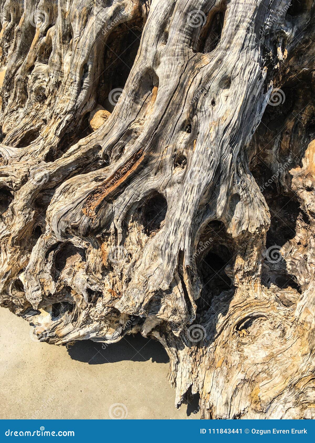 Olive-tree natural texture stock image. Image of environment - 111843441