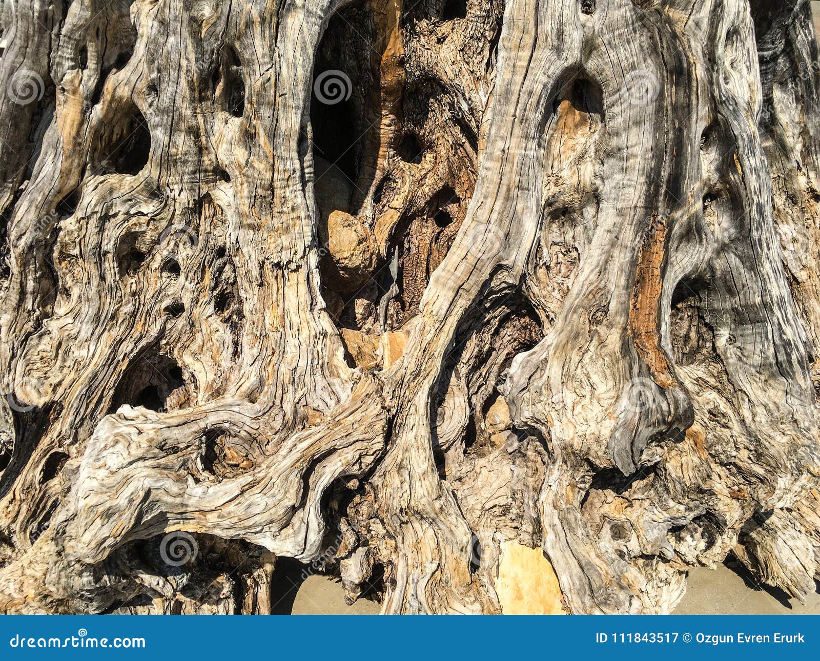 Olive-tree natural texture stock image. Image of close - 111843517