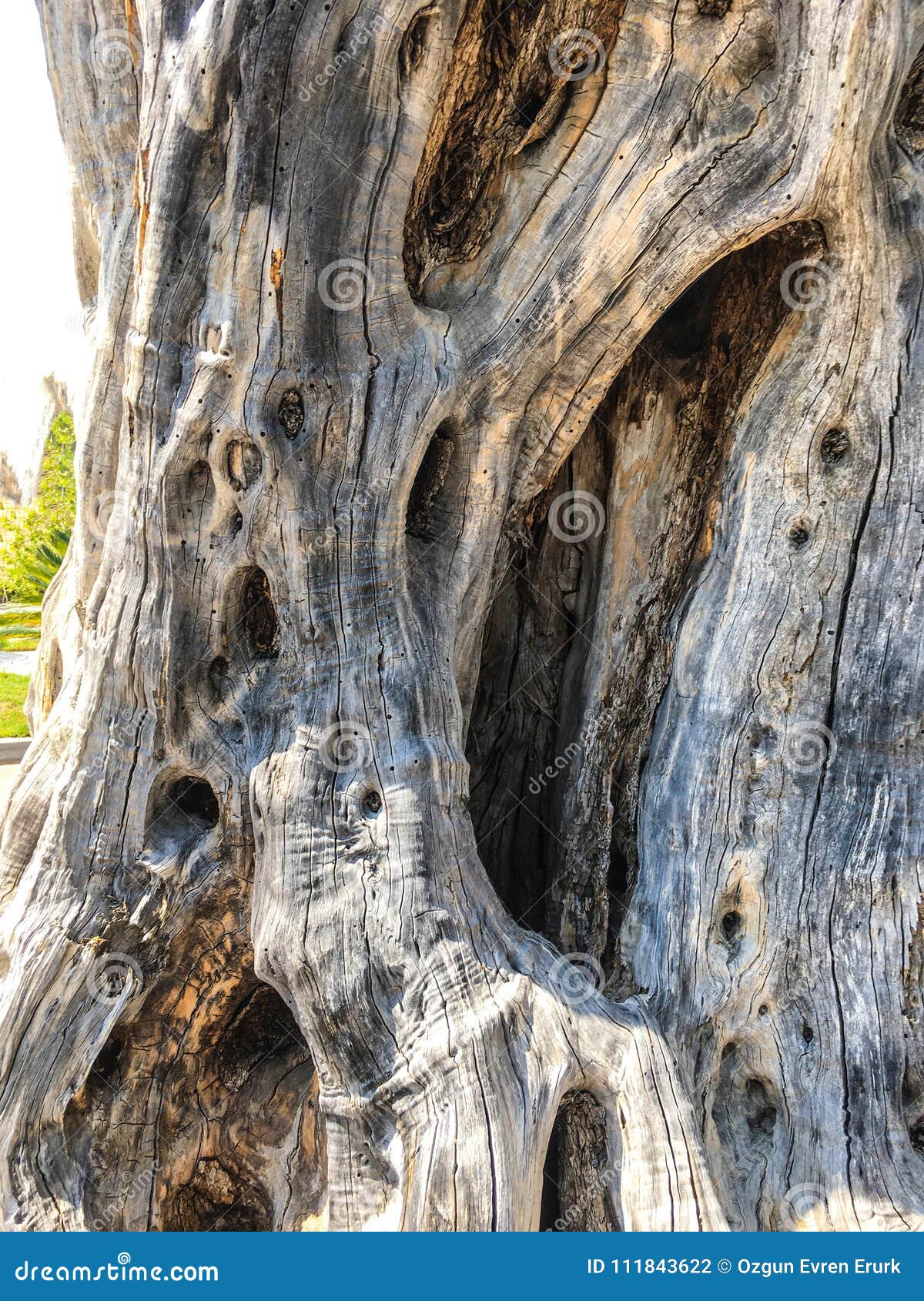 Olive-tree natural texture stock photo. Image of life - 111843622
