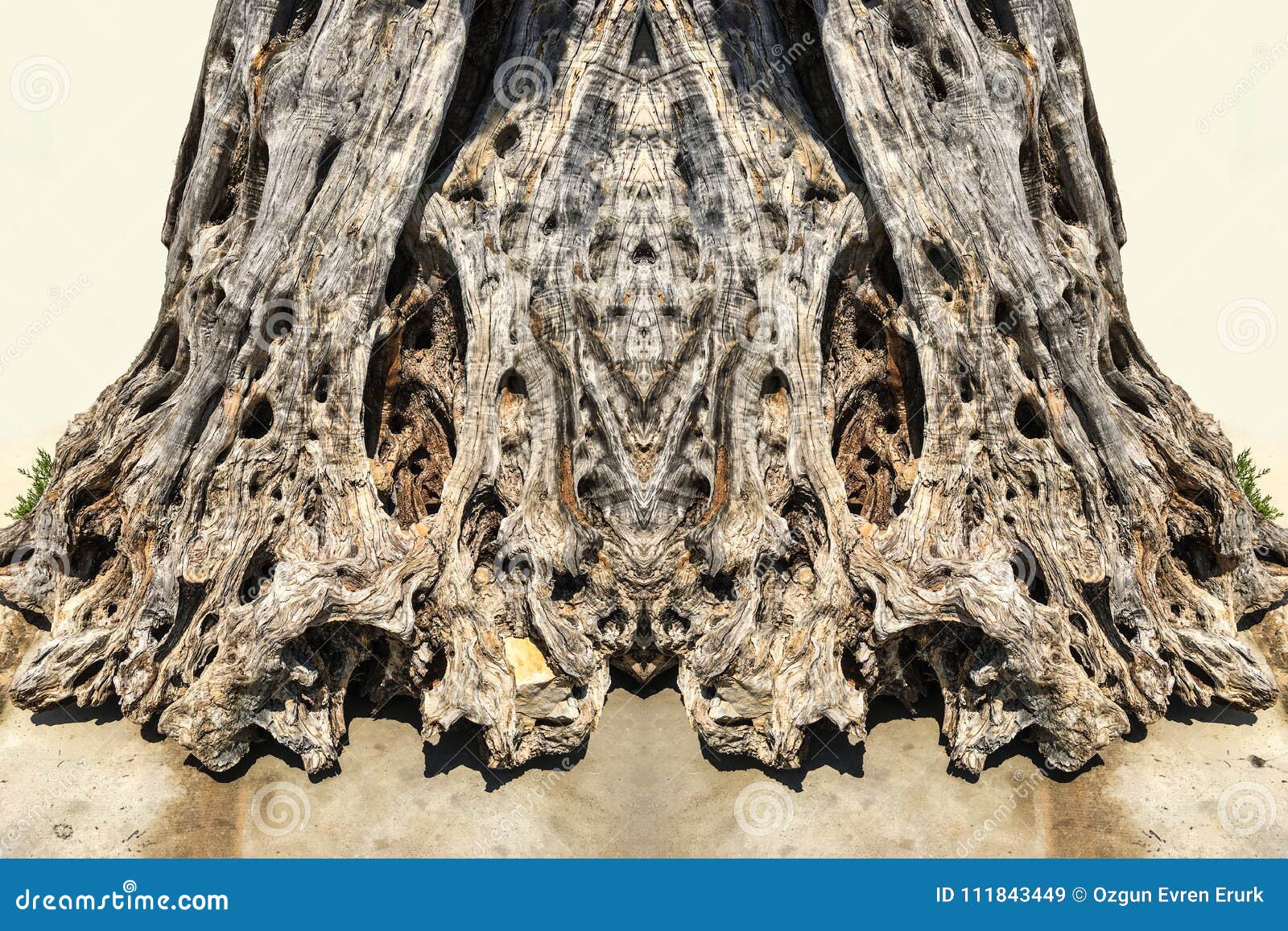 Olive-tree natural texture stock image. Image of panel - 111843449