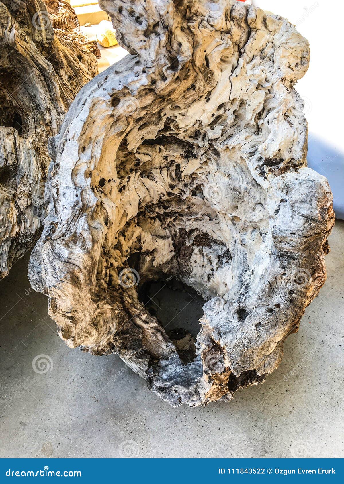 Olive-tree natural texture stock photo. Image of plant - 111843522