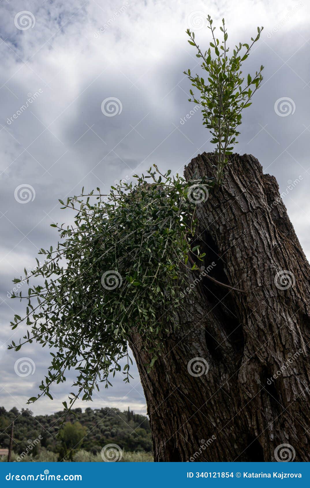 Olive Tree with New Twigs, Corfu, Greece Stock Photo - Image of island ...