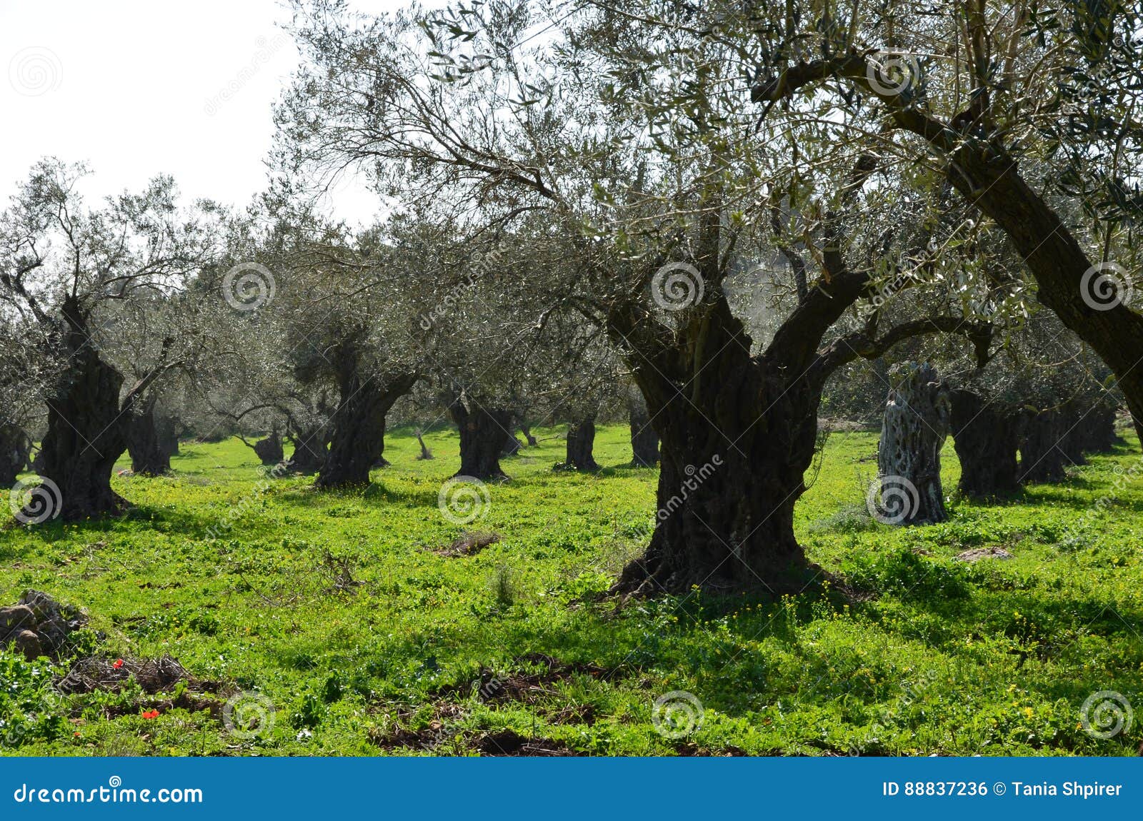 Olive Tree in the North of Israel Stock Photo - Image of arranged, acko ...