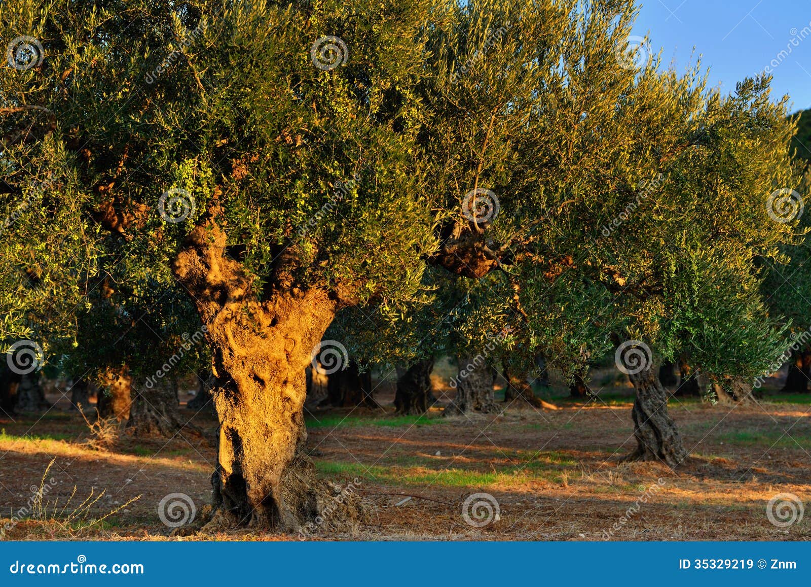Olove Tree Photos - Free & Royalty-Free Stock Photos from Dreamstime