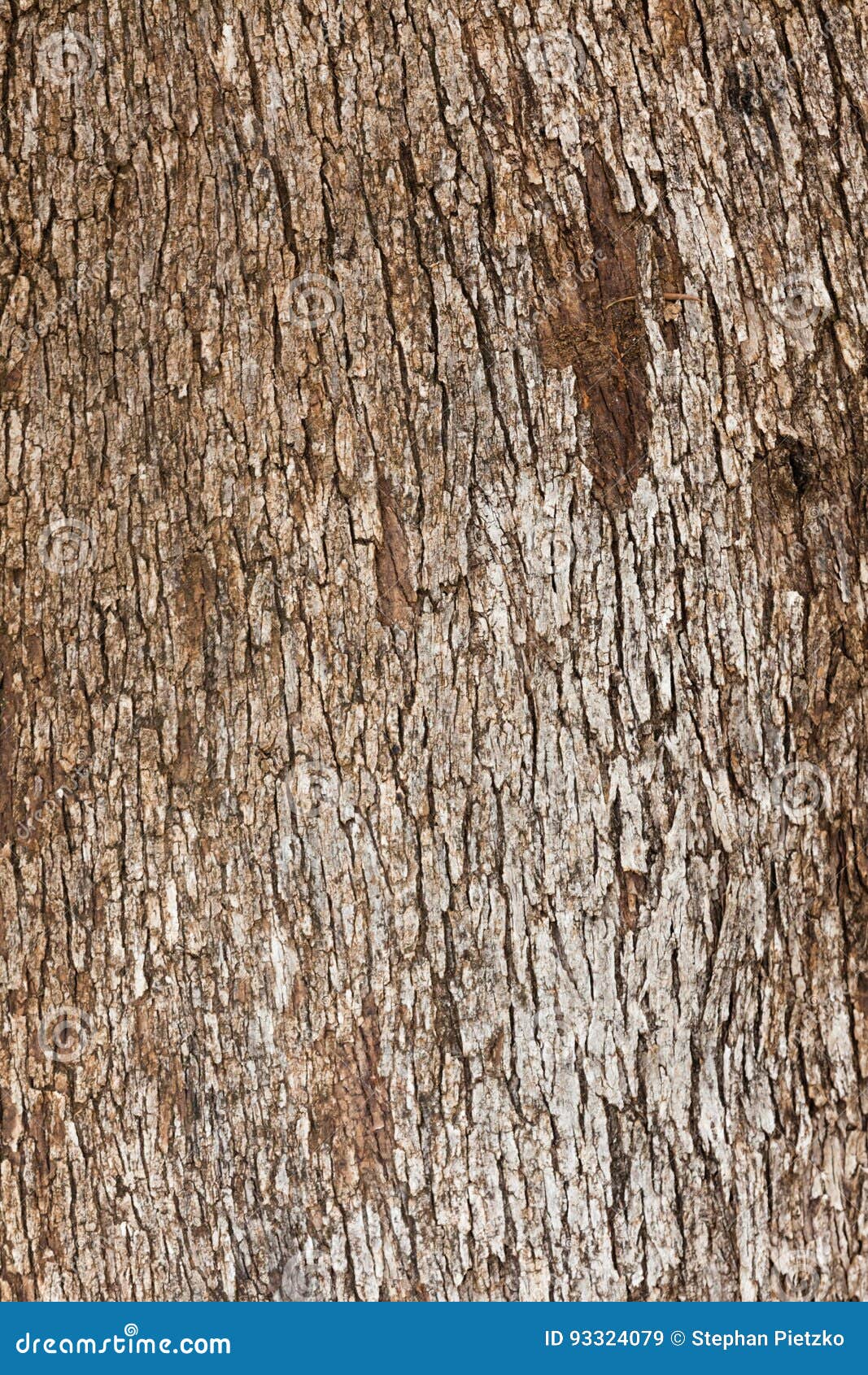 Olive Tree Olea Europaea Bark Natural Texture Stock Image ...