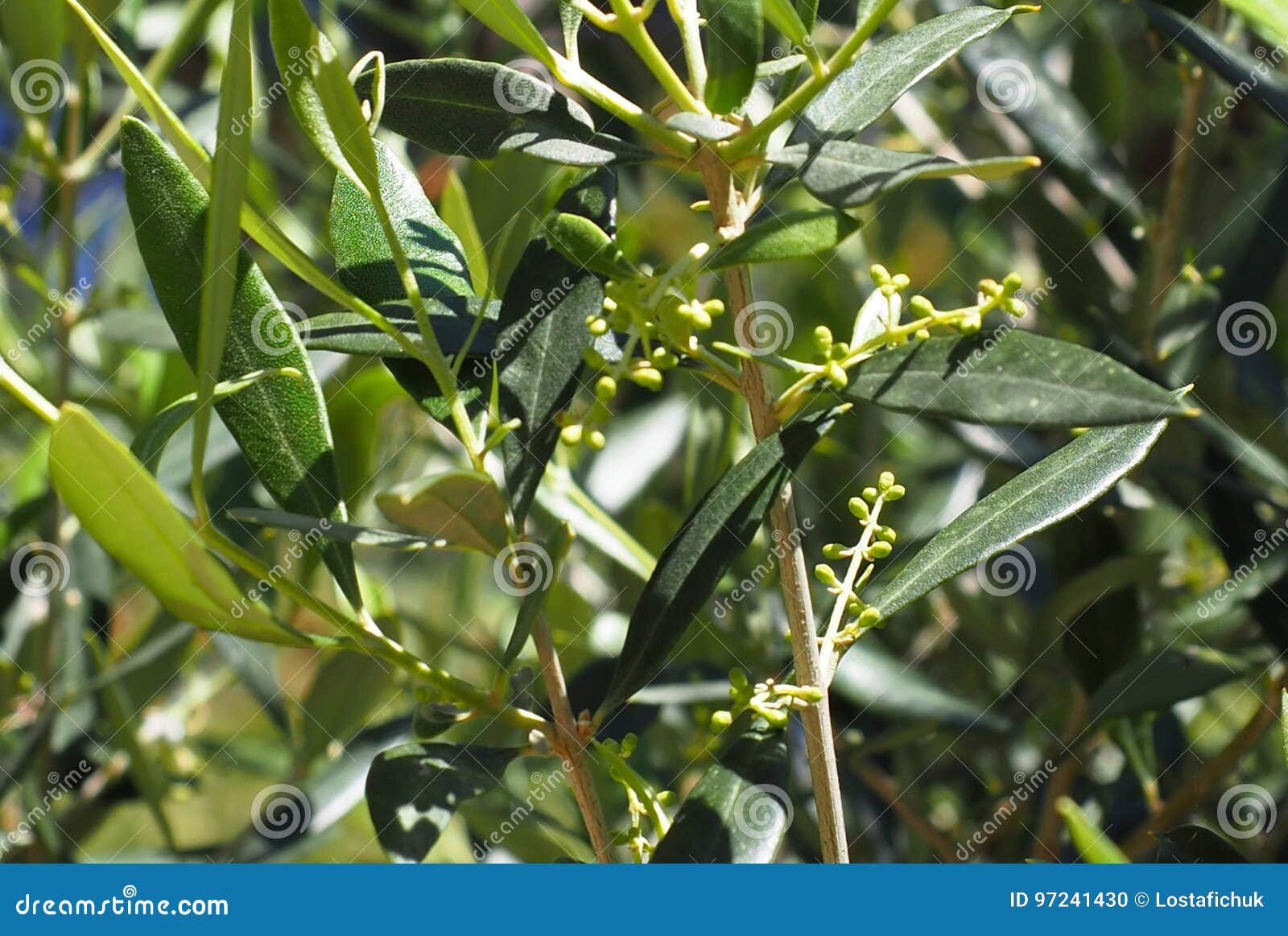 Olive Tree or Olea Europaea in Spring in Crete Greece Stock Photo ...