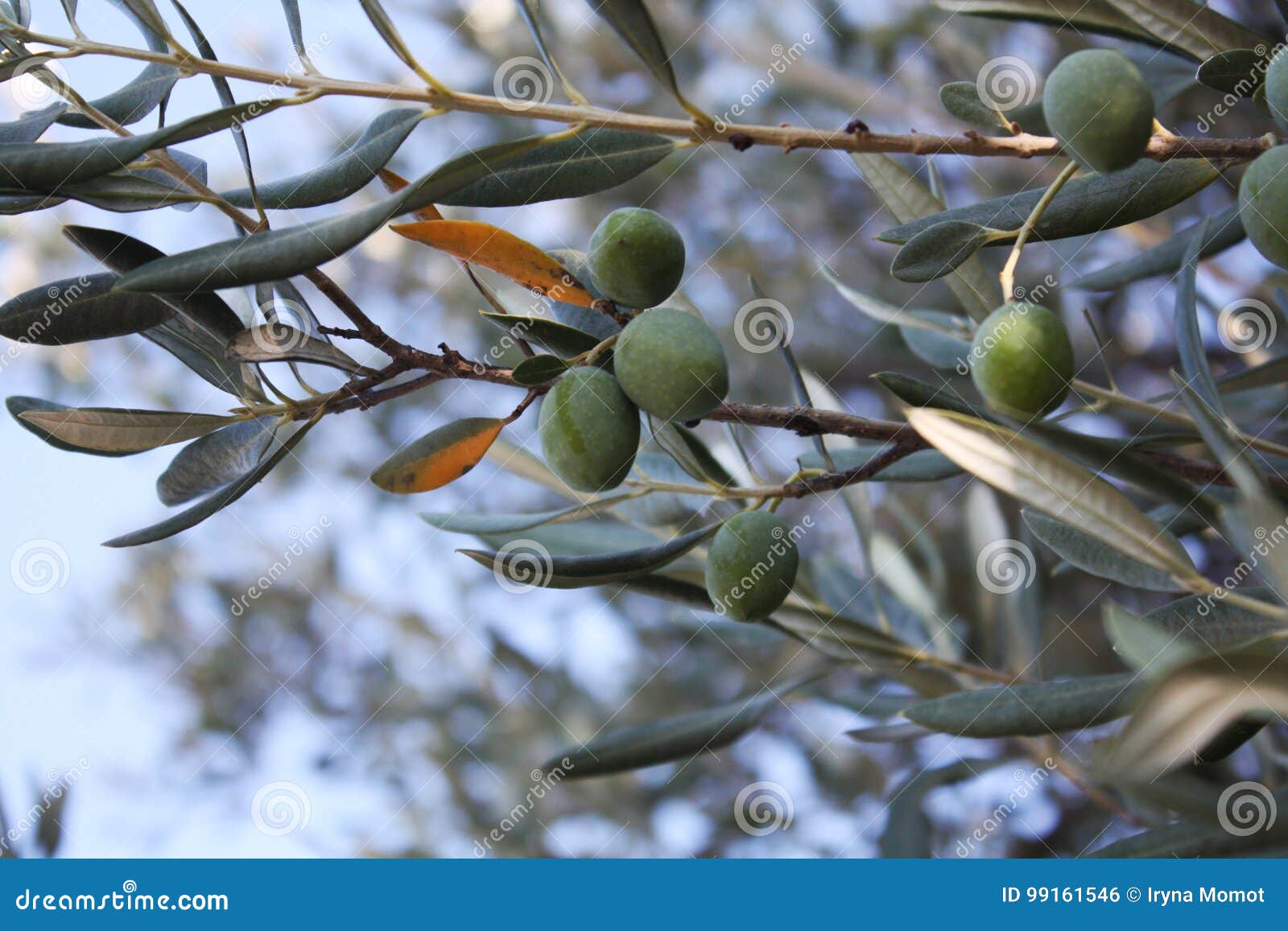 Olive tree stock photo. Image of mediterranean, fresh - 99161546