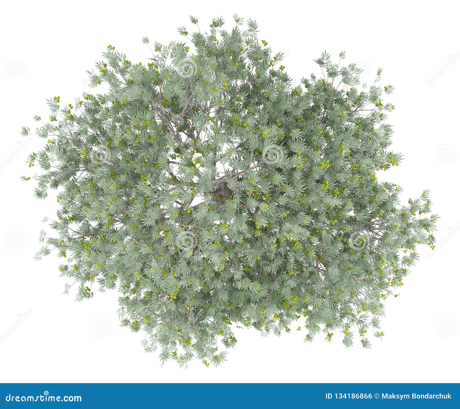 Olive Tree with Olives Isolated on White. Top View Stock Illustration ...