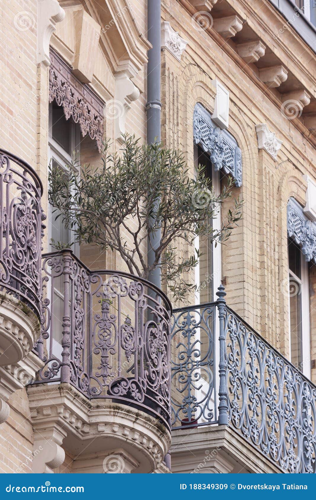 An Olive Tree on the Openwork Balcony Stock Image - Image of french ...