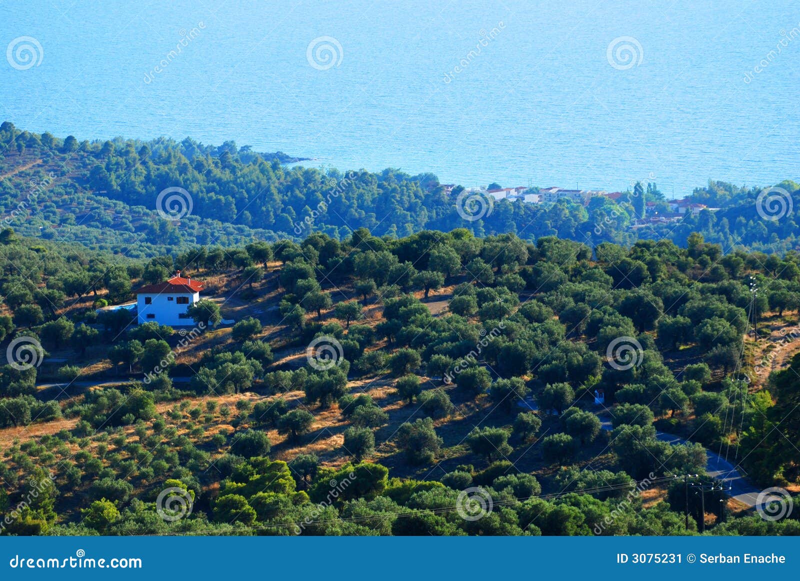 Olive Tree Orchard in Greece Stock Image - Image of outside, horizon ...