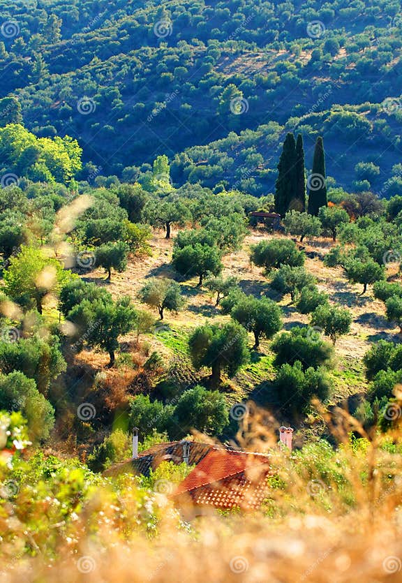 Olive Tree Orchard on Greek Hillside Stock Image - Image of rolling ...