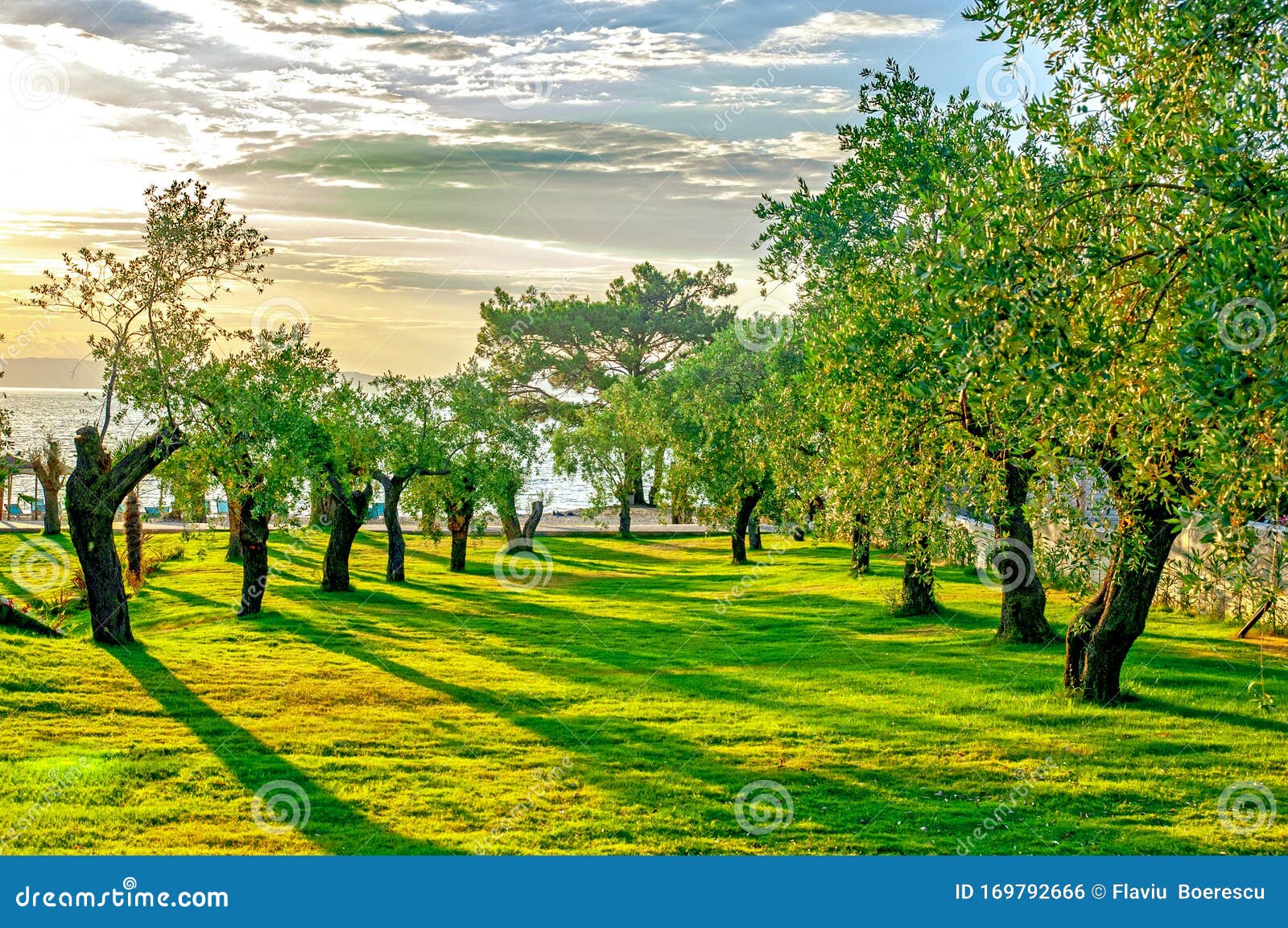 Olive tree orchard stock photo. Image of orchard, sunny - 169792666