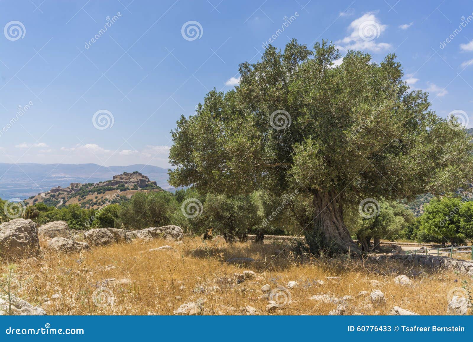 Olive Tree Overlooking Nimrod Fortress Ruins Stock Image - Image of ...