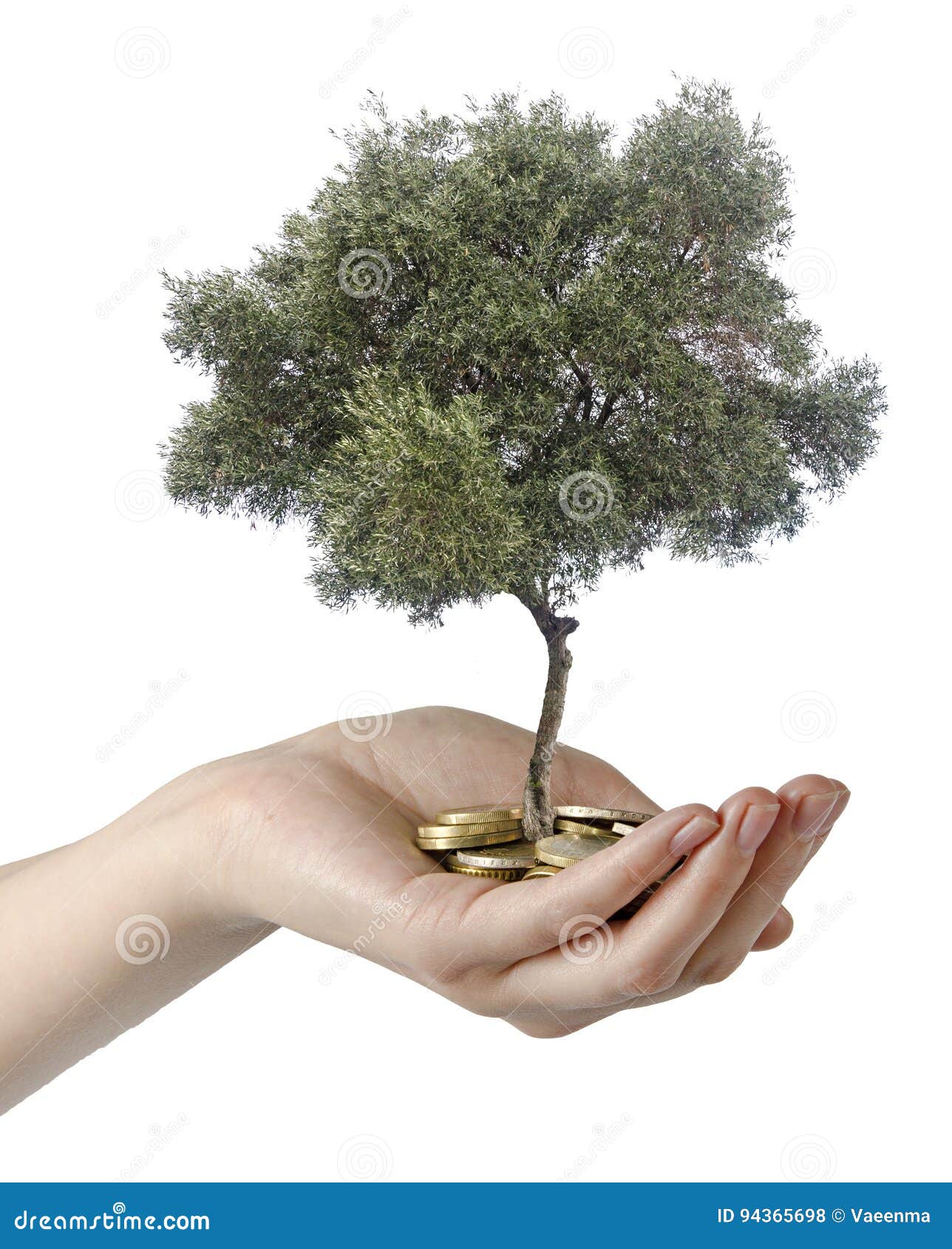 Olive tree in palm stock photo. Image of ecological, coin - 94365698