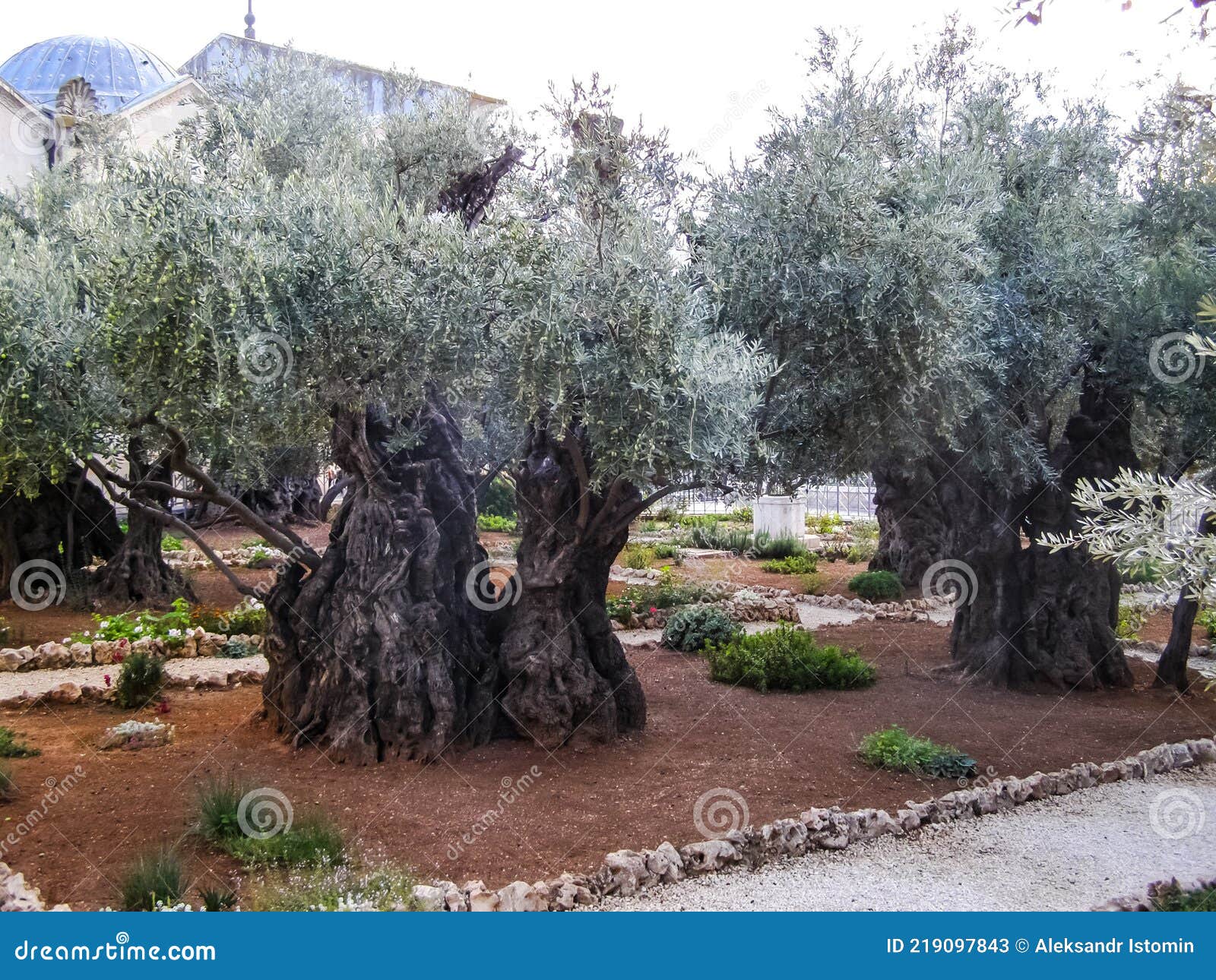 Olive Tree in a Park in Jerusalem. Stock Image - Image of nature ...