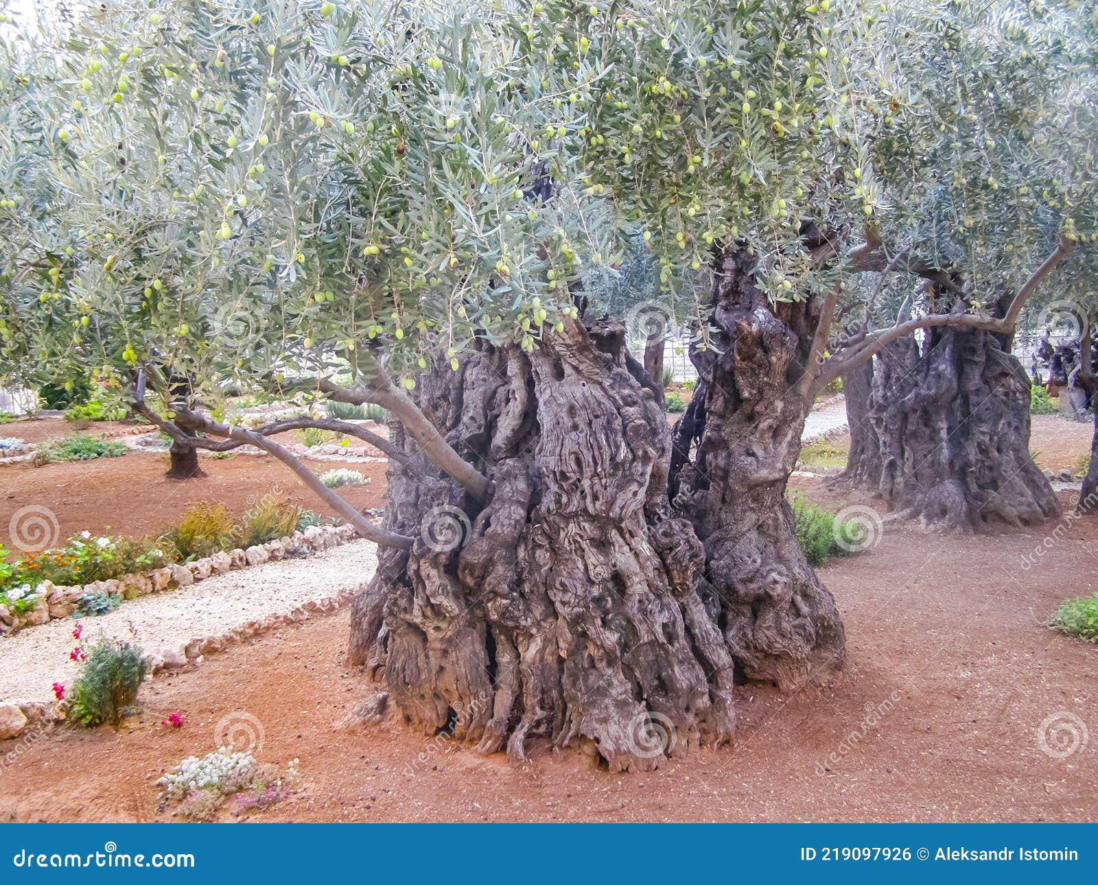 Olive Tree in a Park in Jerusalem. Stock Photo - Image of pests, native ...