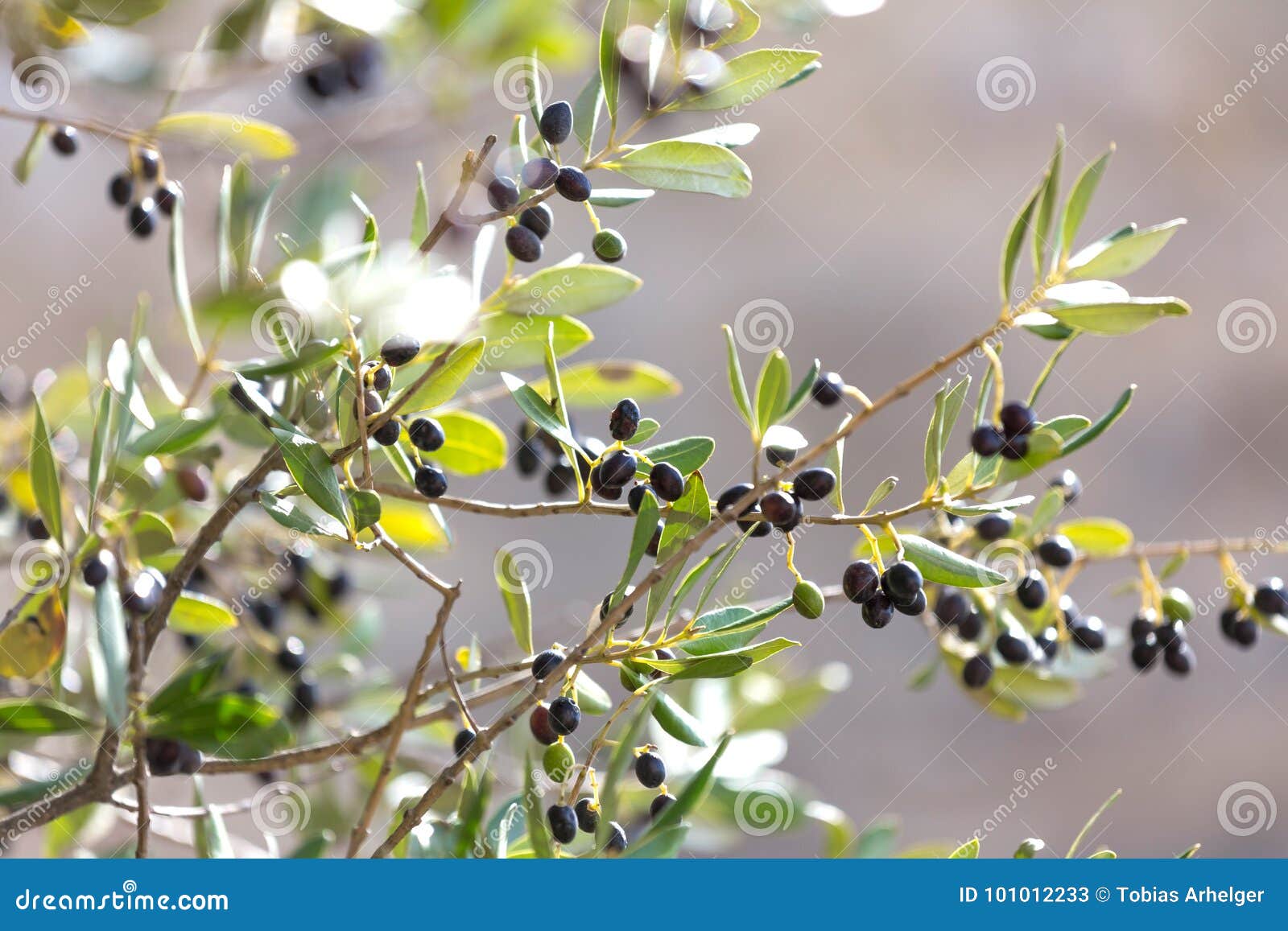 Olive tree stock image. Image of nature, delicious, tree - 101012233
