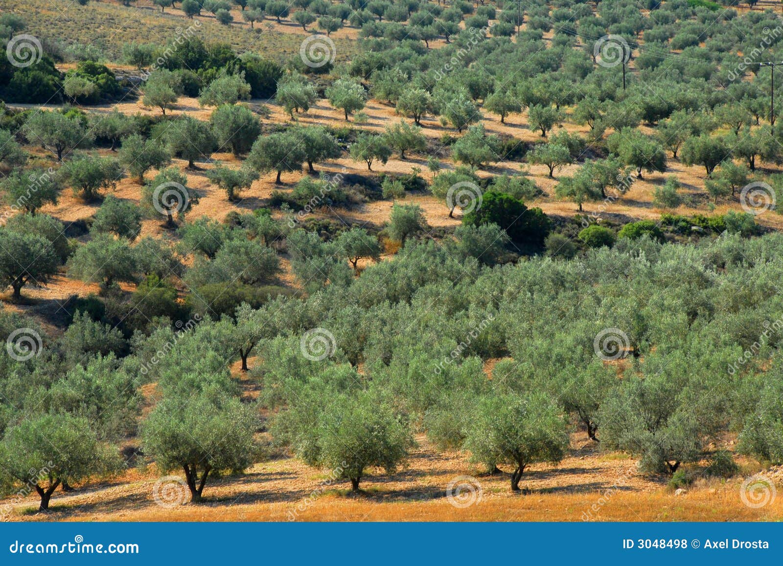 Olive Tree Plantation in Greece Stock Photo - Image of plants, tree ...