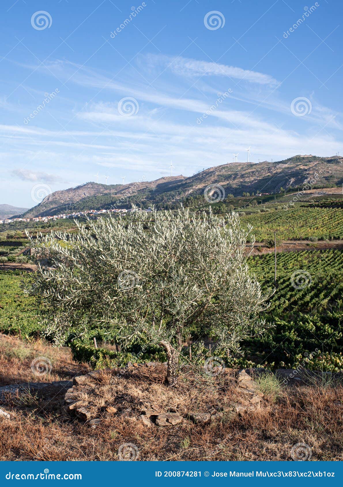 Olive Tree Planted with Vineyard Background Stock Image - Image of ...