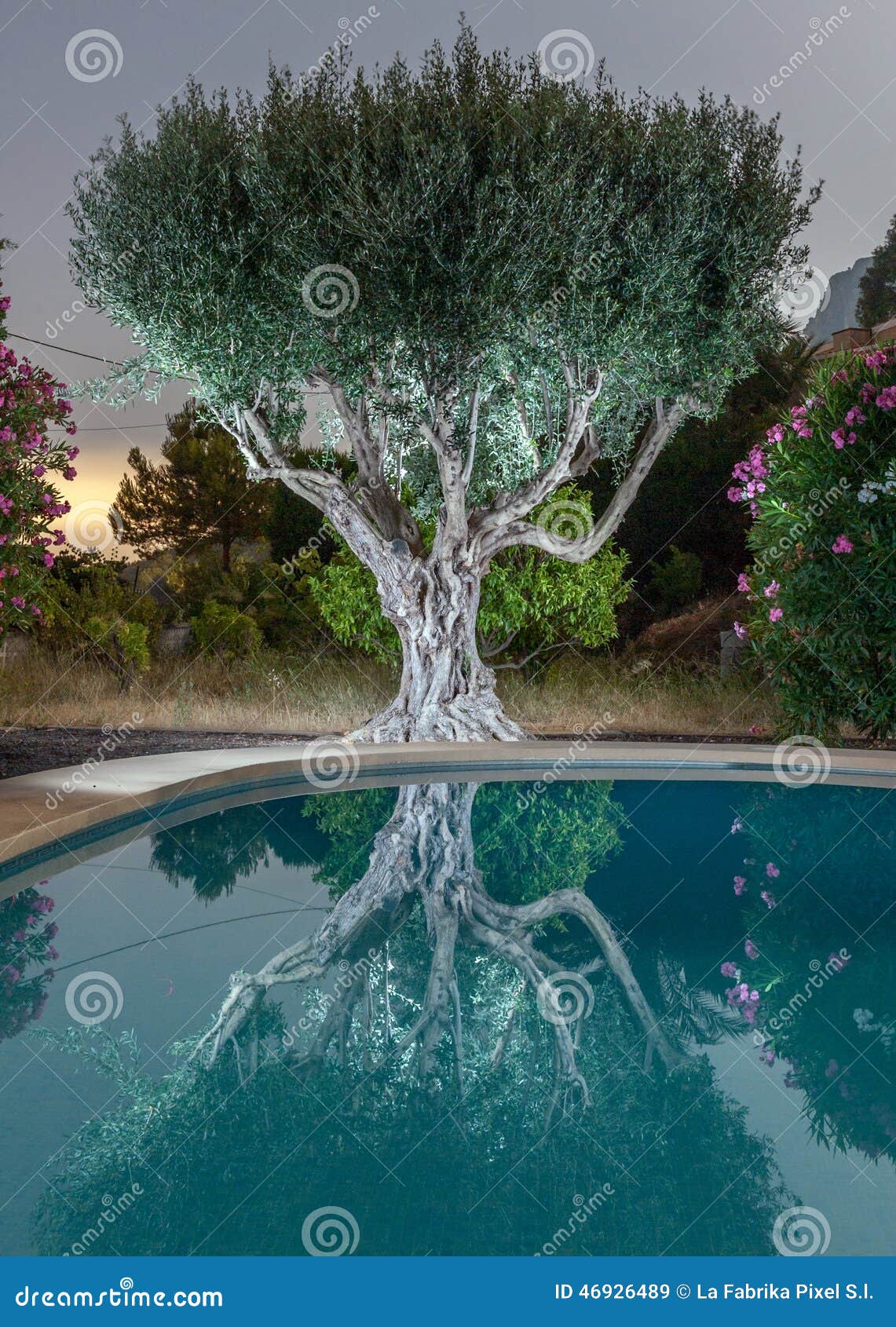 Olive Tree by the Pool, Nigh View Stock Image - Image of night, bush ...
