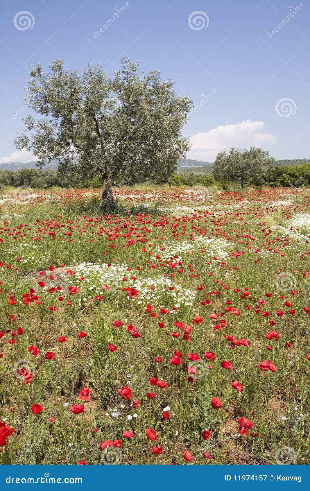 Olive tree in poppy field stock image. Image of flower - 11974157