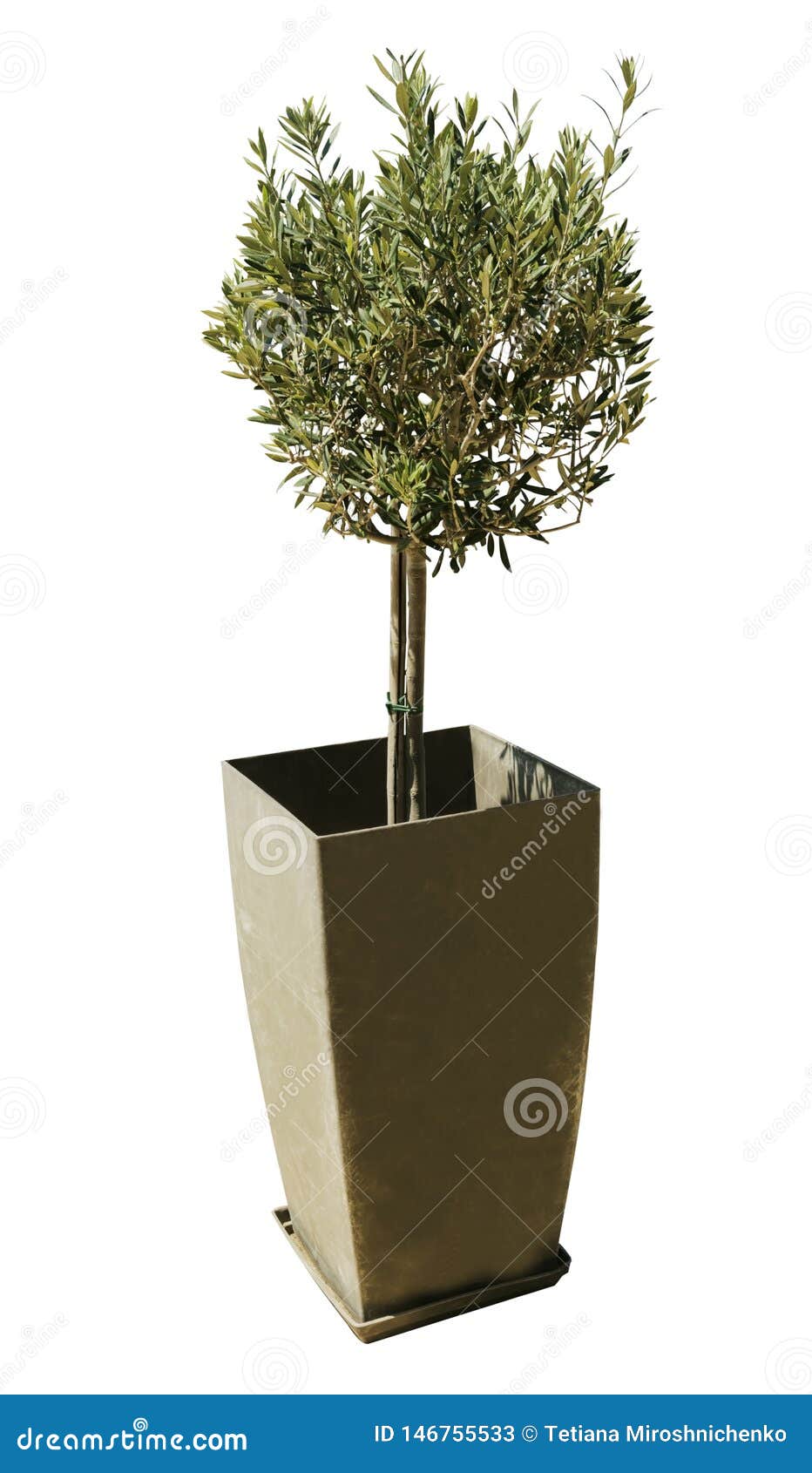 Olive Tree in a Pot on a White Background Stock Image - Image of ...