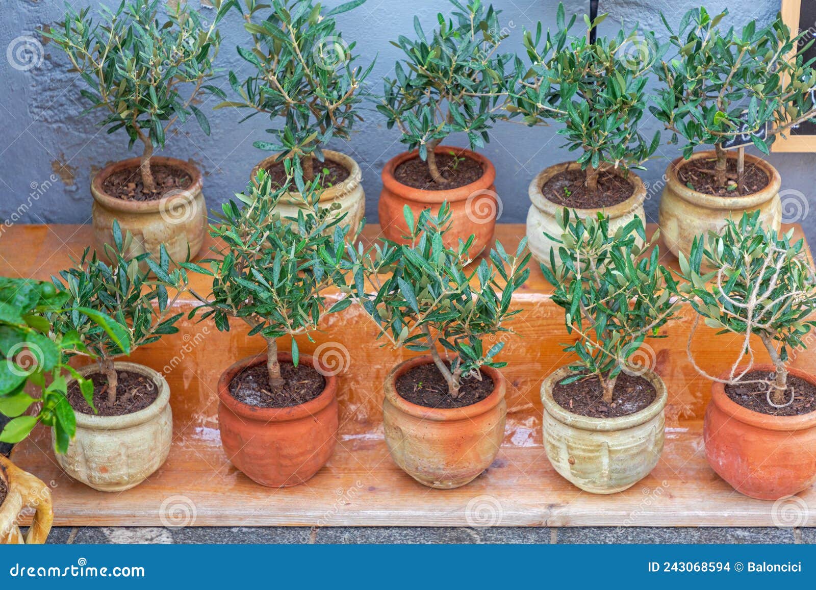 Olive Tree Pots stock photo. Image of shelf, olives - 243068594