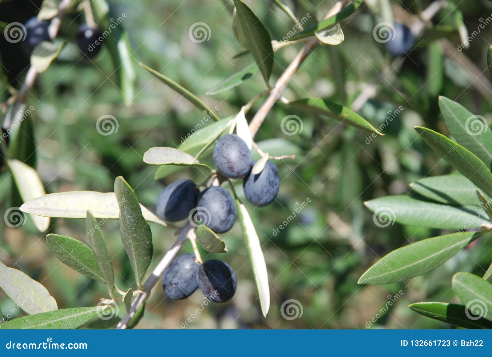 Olive tree in Provence stock image. Image of tree, freshness - 132661723