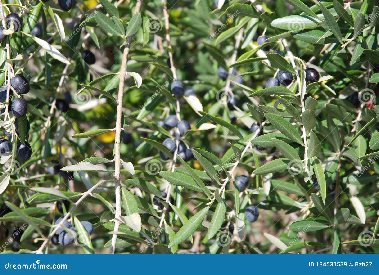 Olive tree in Provence stock image. Image of south, olive - 134531539