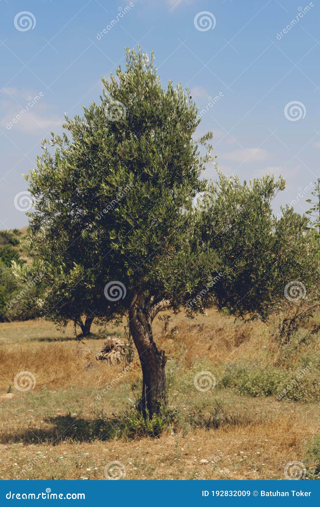 Olive Tree in the Provence, Turkey Stock Image - Image of season ...